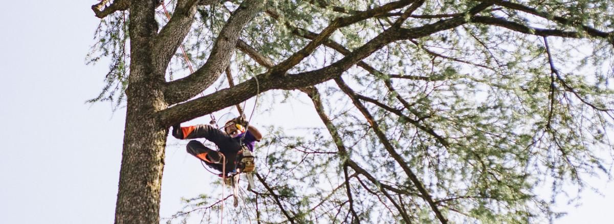 Gallery | Rigoni Tree Solutions