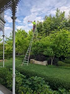 Gallery | Rigoni Tree Solutions