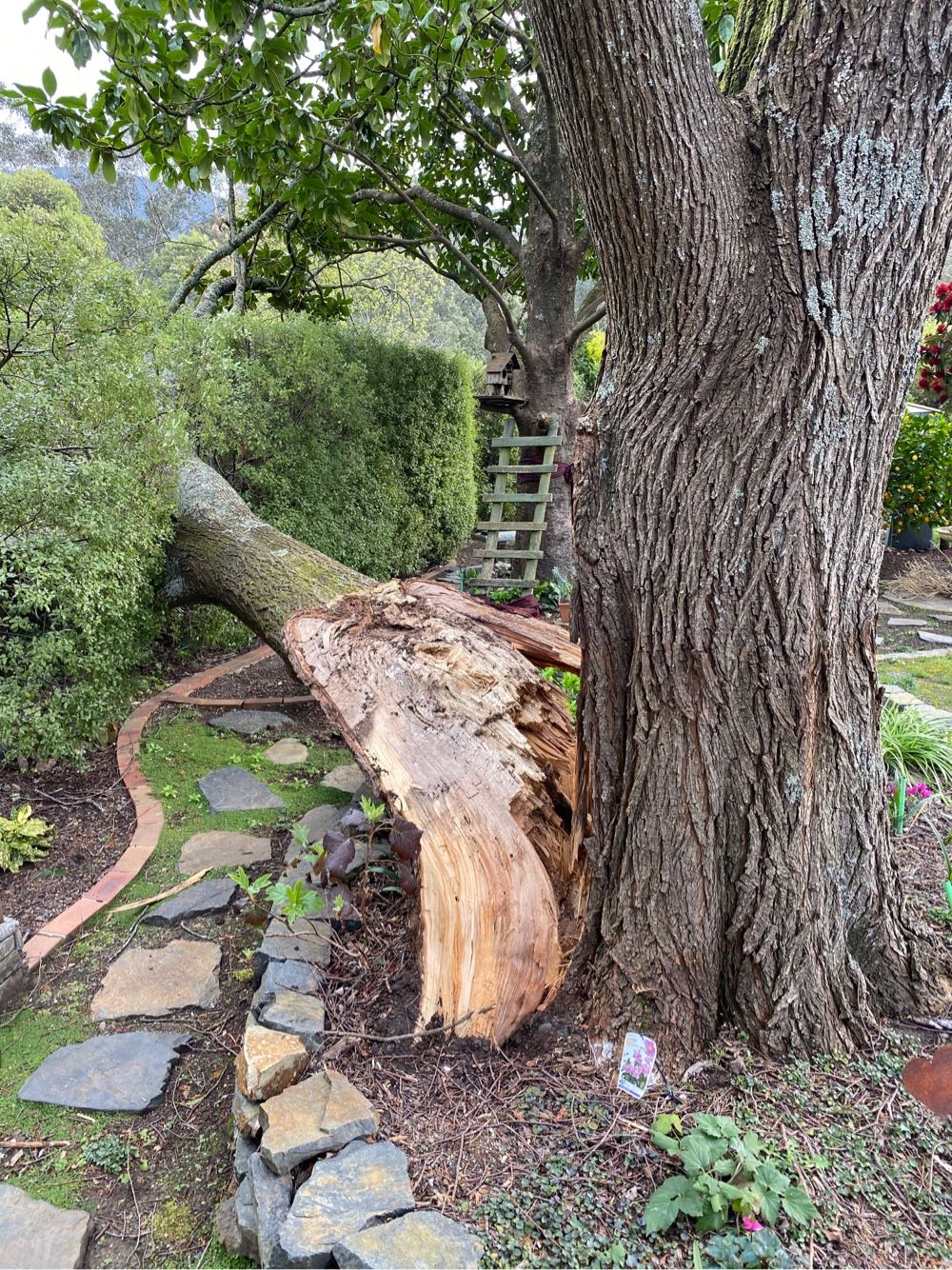 Arborist Reports Melbourne | Arboricultural Reports | Rigoni Tree Solutions