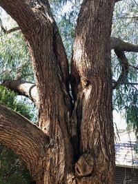 Gallery | Rigoni Tree Solutions