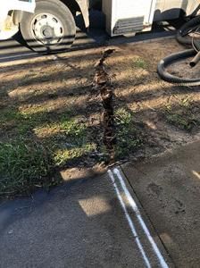 Gallery | Rigoni Tree Solutions