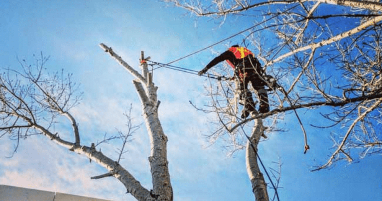Arborist Melbourne CBD | Tree Pruning, Removal, Hedge Trimming & Root ...