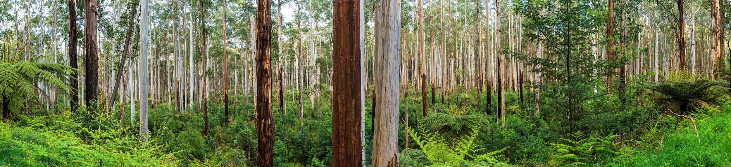 Arborist Box Hill | Tree Removal, Tree Lopping, Tree Pruning, Hedge ...