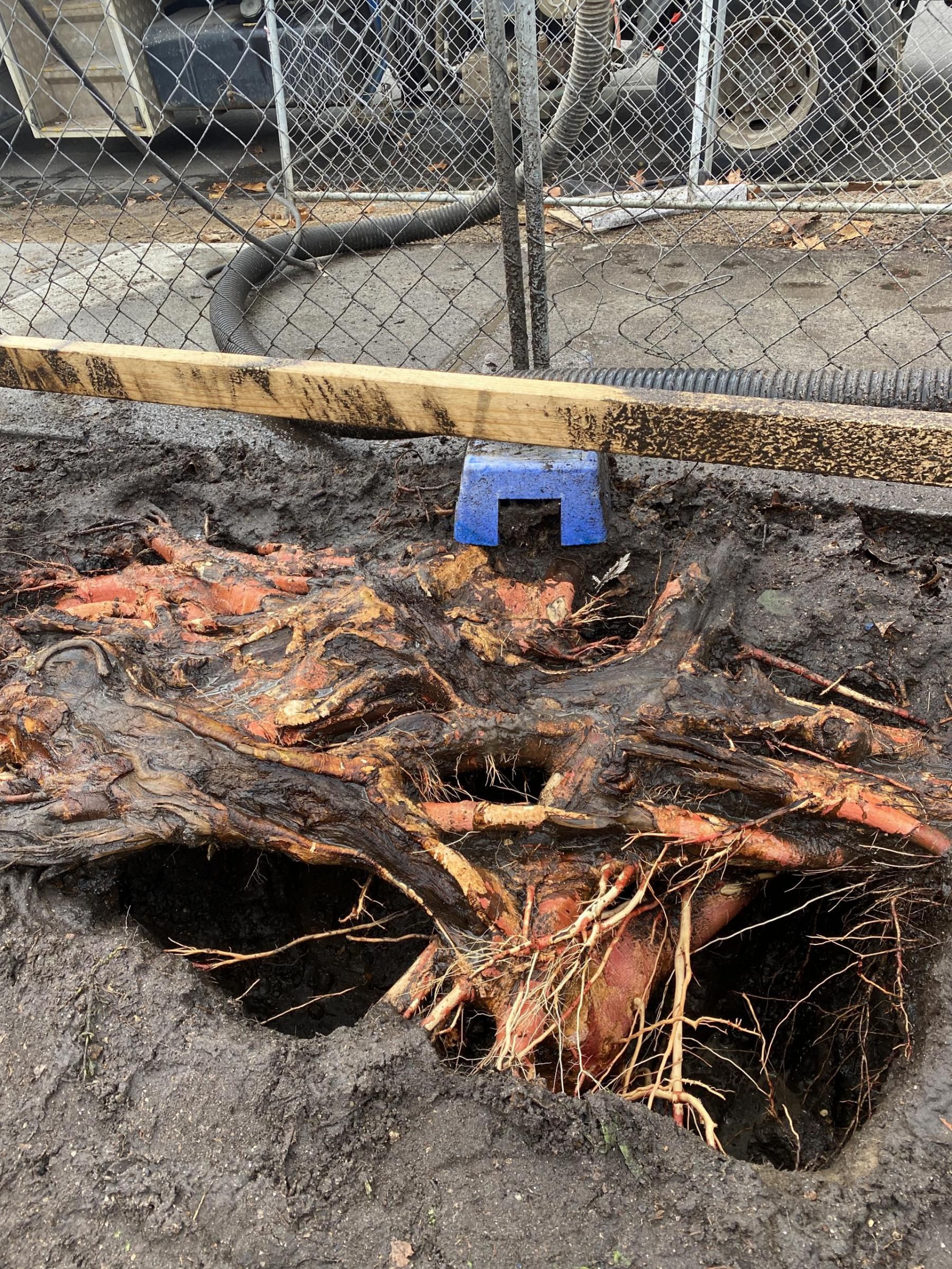 Tree Root Investigations Melbourne | Rigoni Tree Services